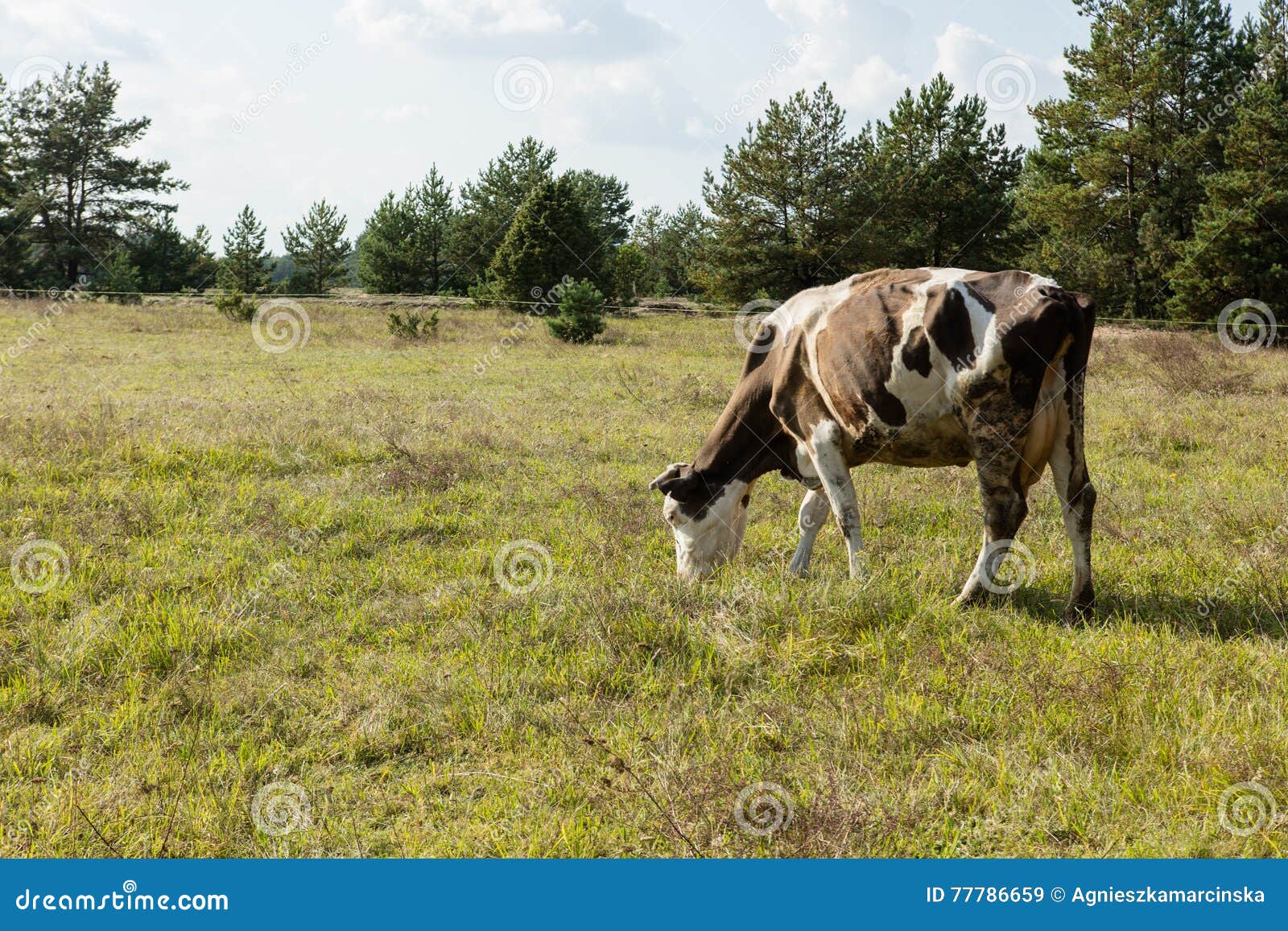 Dirty cow eating grass stock image. Image of animal, muck - 77786659