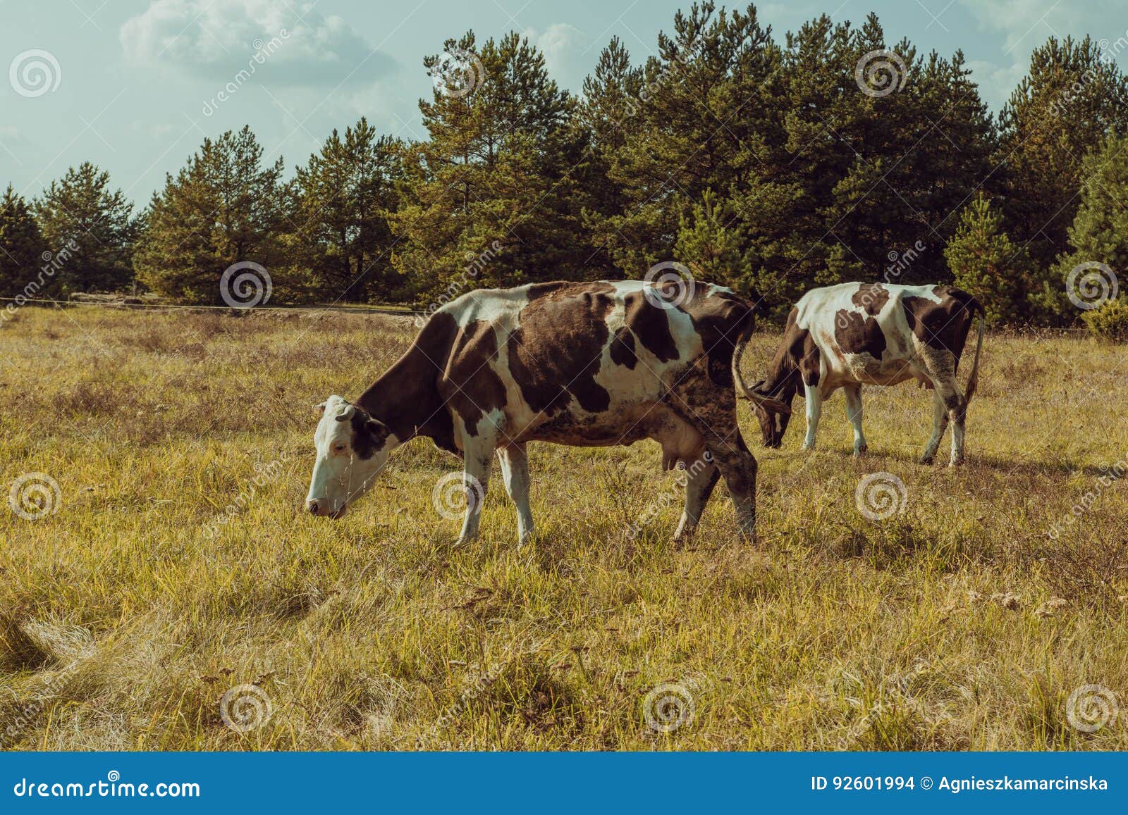 Dirty cow eating grass stock photo. Image of livestock - 92601994