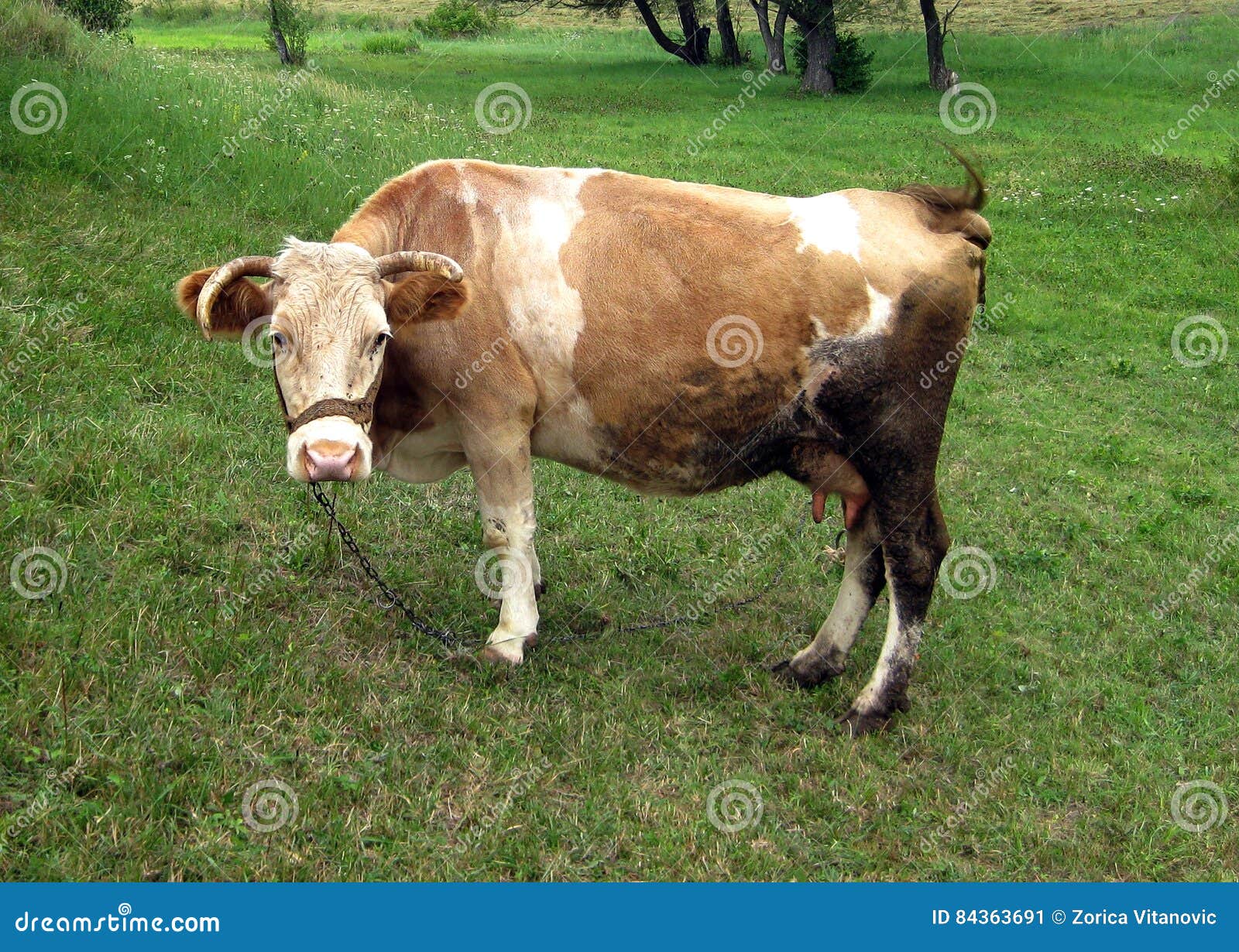 Dirty cow in nature stock image. Image of belgian, white - 84363691