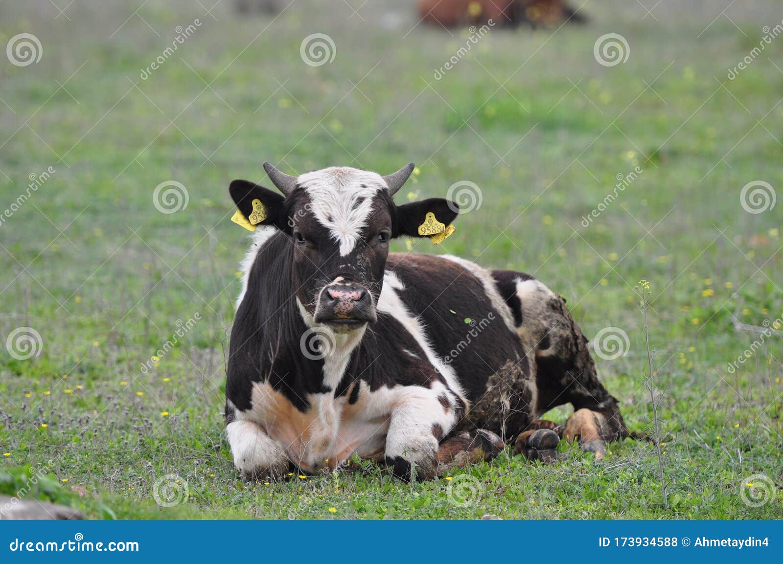 A Dirty Cow is Resting in the Meadow Stock Photo - Image of farm ...