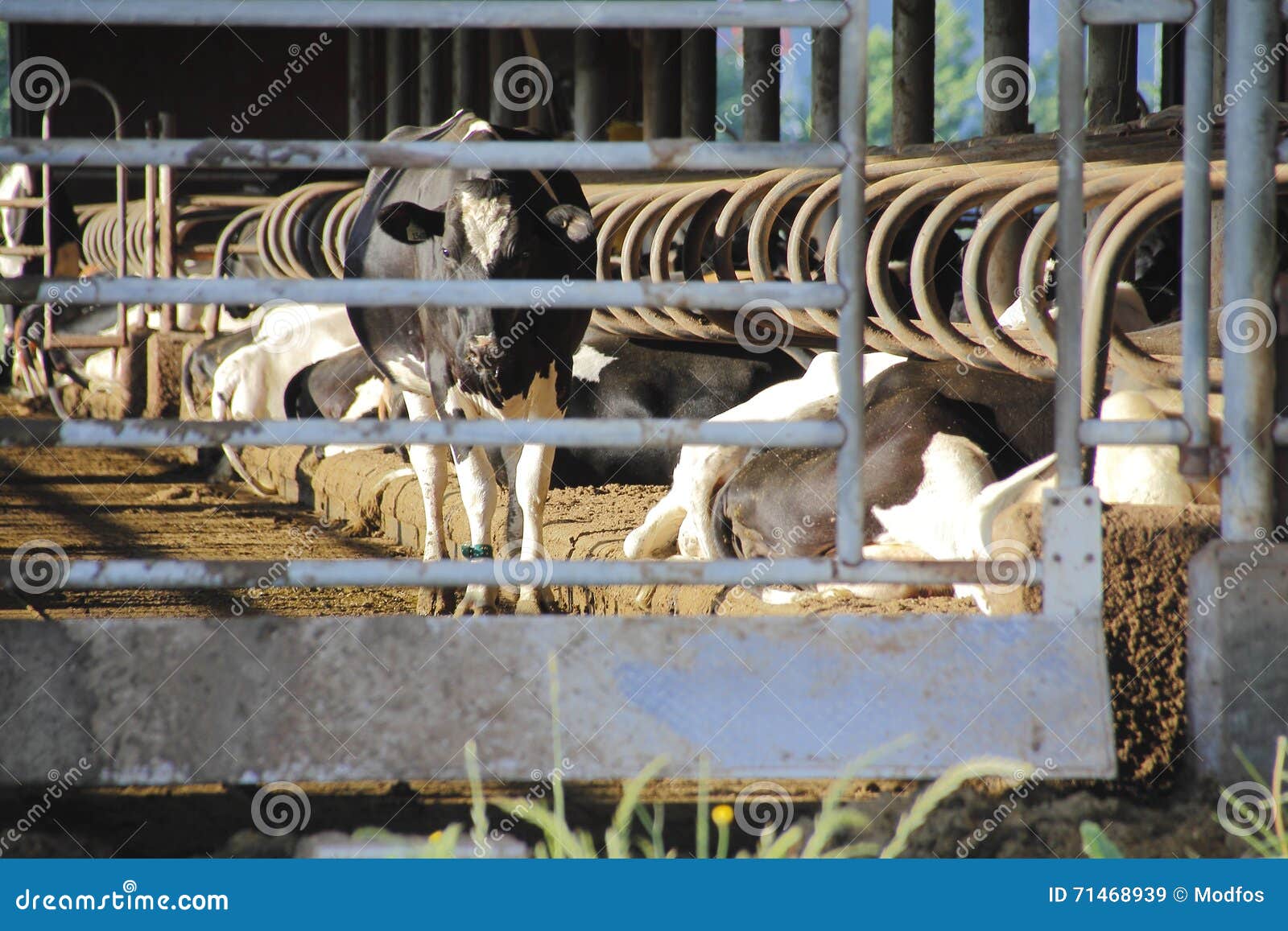 Dirty and Crowded Cattle Barn Stock Image - Image of barn, animal: 71468939