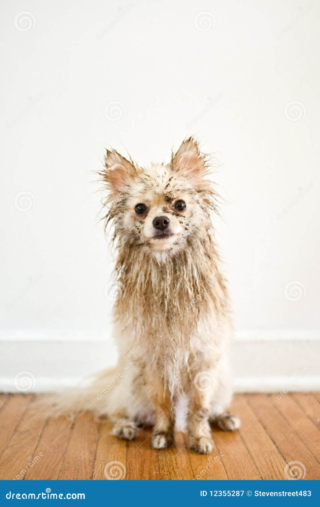 Dirty Dog stock image. Image of black, centered, ears - 12355287