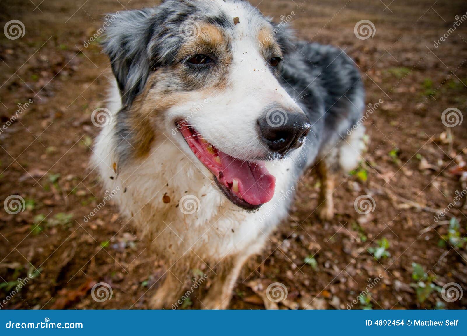 Smiling dirty dog stock photo. Image of laugh, dirt, closeup - 4892454