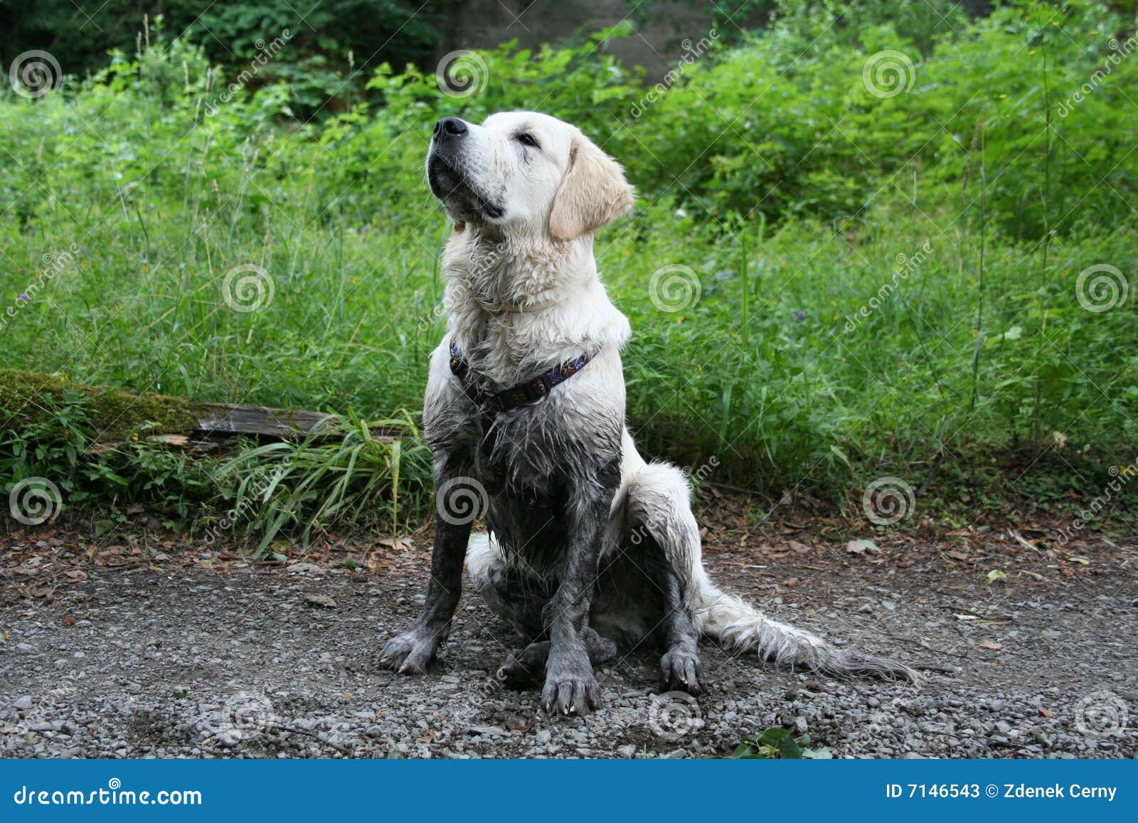 Dirty dog stock image. Image of animal, golden, doggy - 7146543