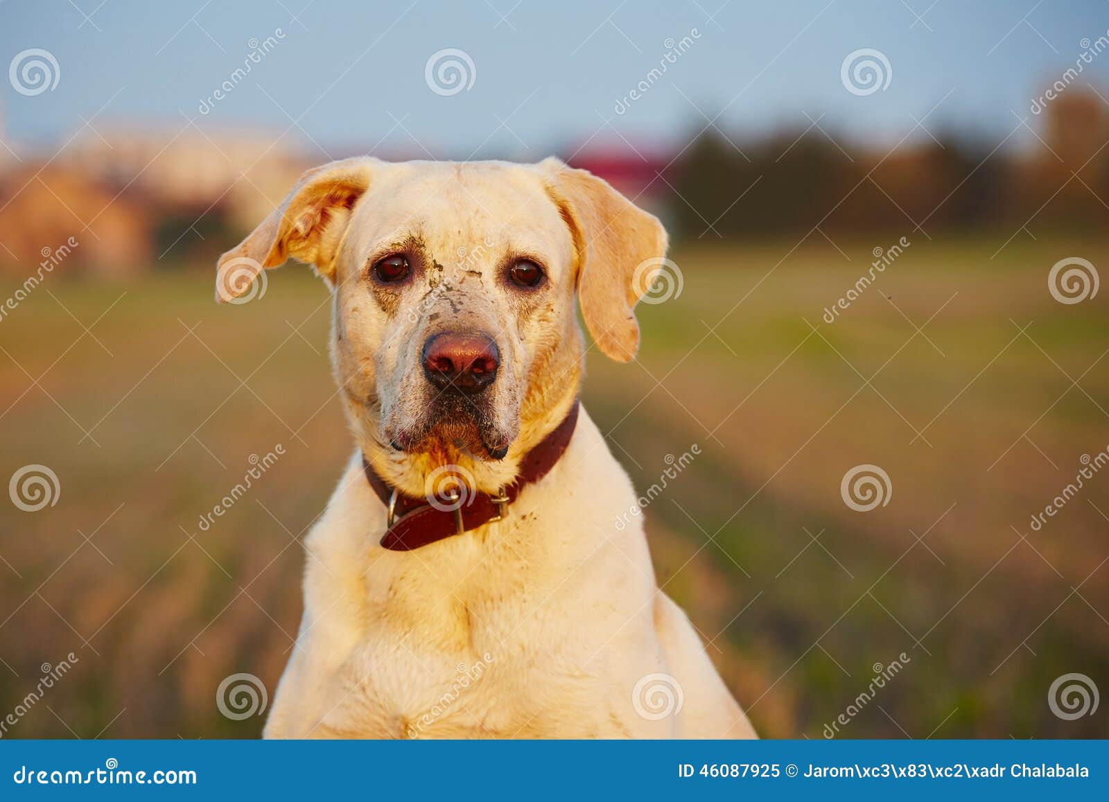 Dirty dog stock image. Image of muddy, hygiene, meadow - 46087925