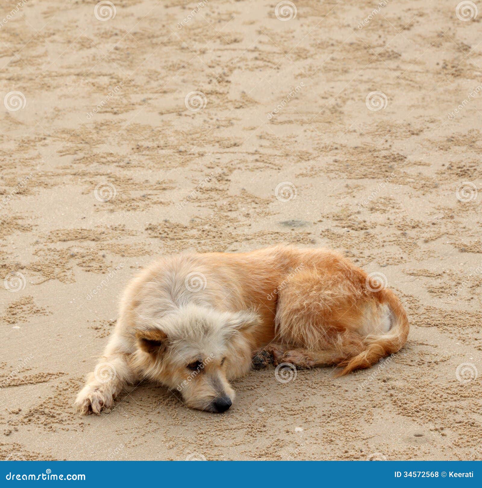 Dirty Dog Lie Down Waiting for Someone Stock Photo - Image of beach ...