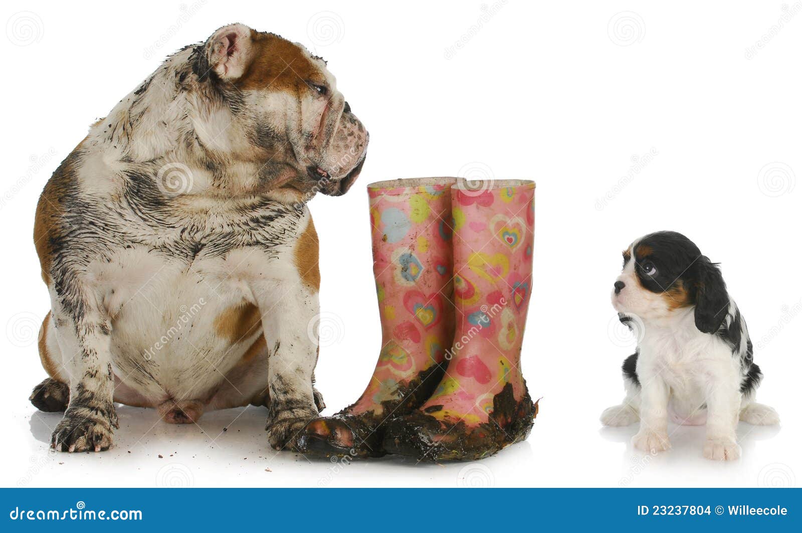 Dirty Dog Looking At Clean Dog Stock Images - Image: 23237804