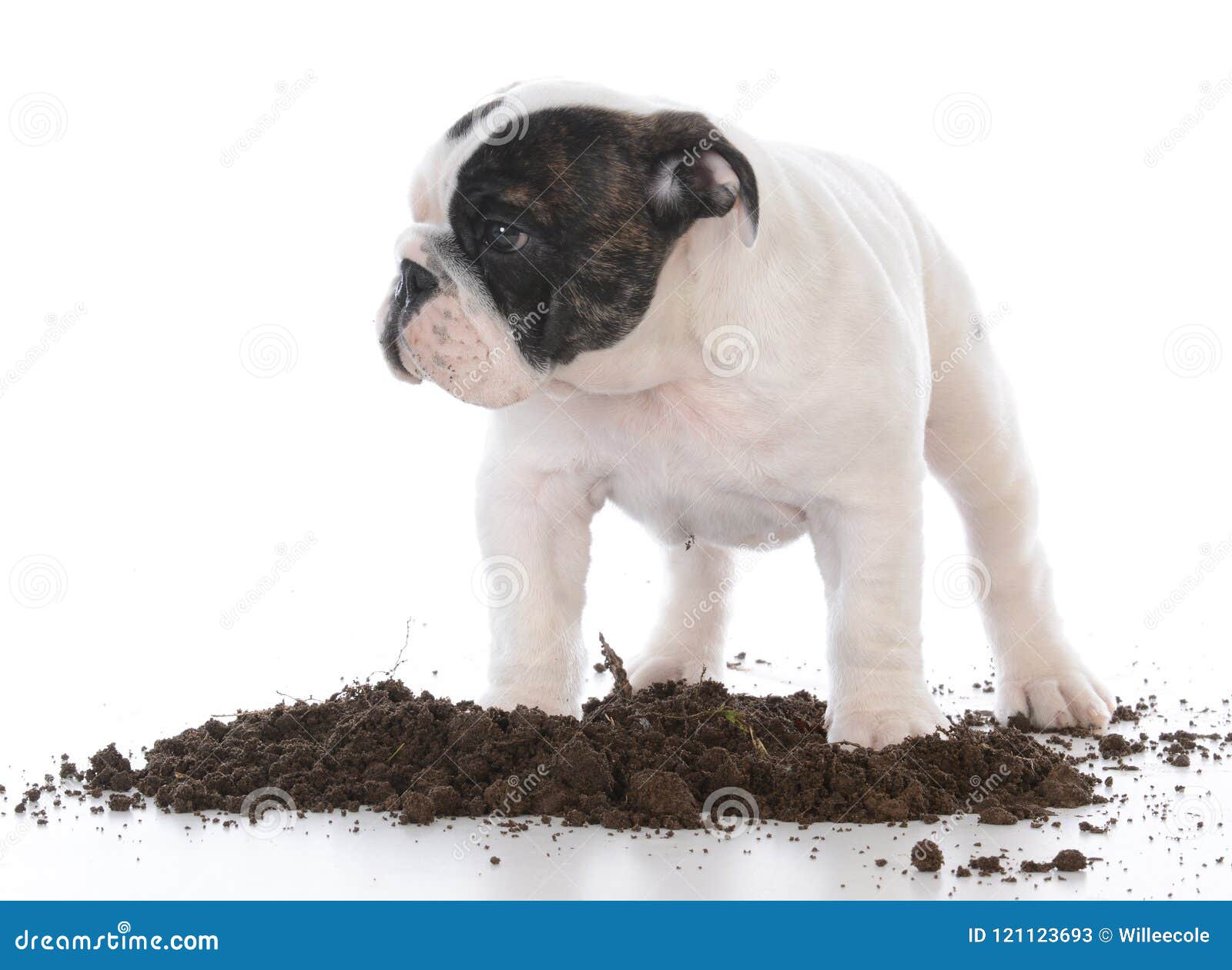 Dirty dog in the mud stock image. Image of standing - 121123693