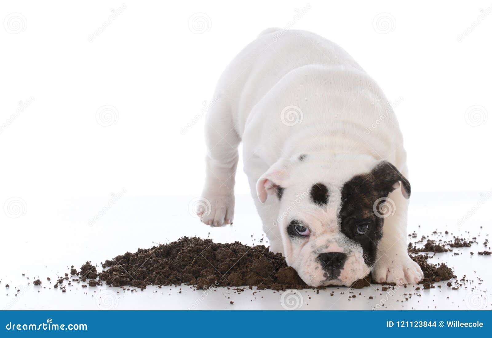 Dirty dog in the mud stock photo. Image of standing - 121123844