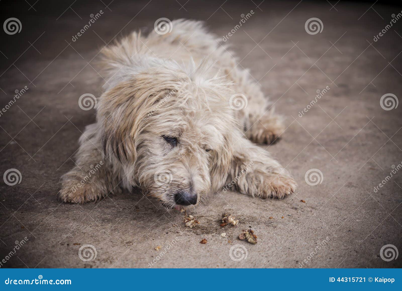 Dirty dog stock image. Image of emotion, paws, face, sadness - 44315721