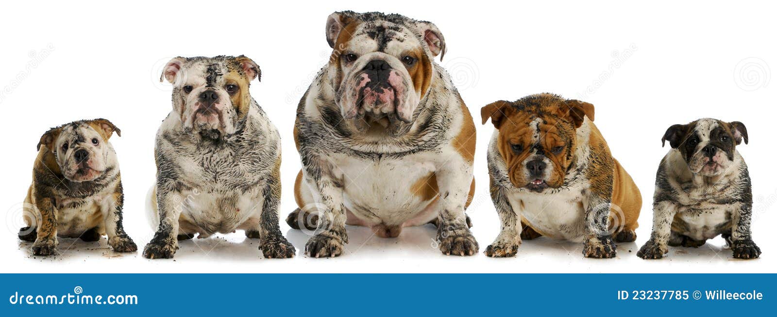 Dirty dogs stock image. Image of hygiene, bulldog, dogs - 23237785