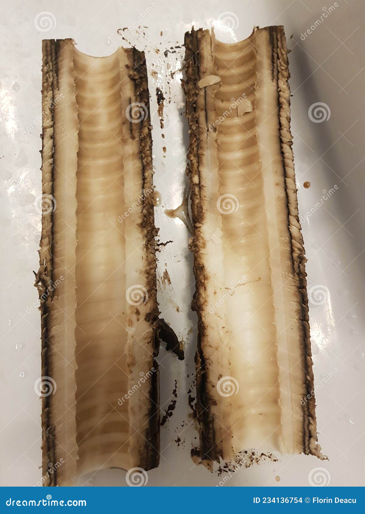 Murdarie Stock Photos - Free & Royalty-Free Stock Photos from Dreamstime