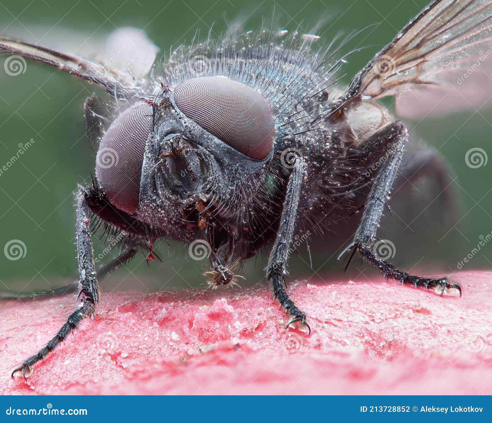 Dirty Fly Sits on a Pink Surface Stock Photo - Image of flying, macro ...