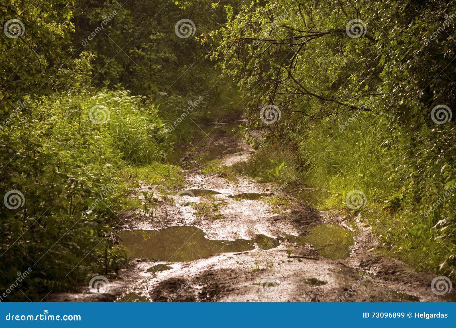 Dirty Forest Road after Storm Stock Image - Image of countryside ...