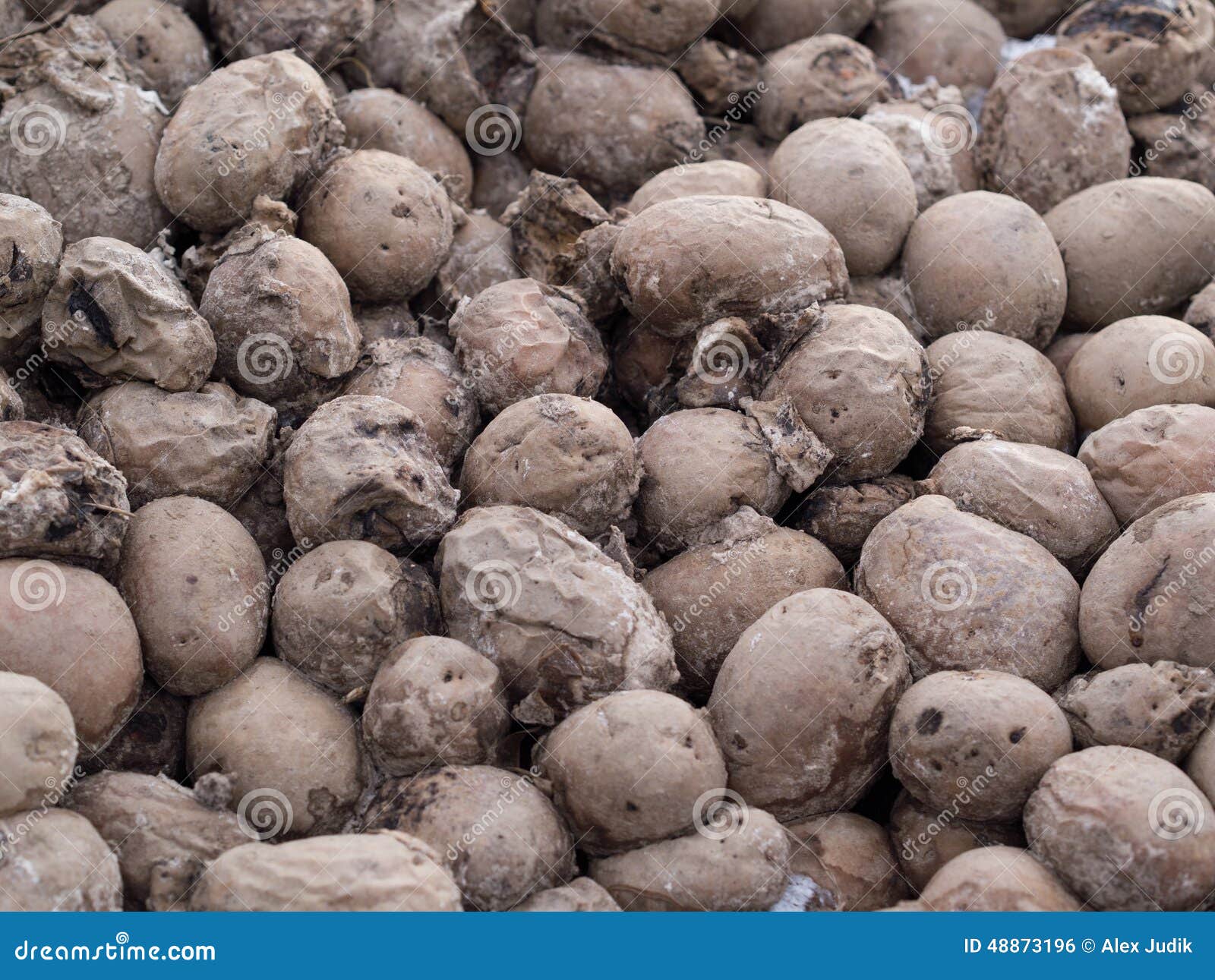 Dirty Frozen Rotting Potatoes Stock Photo - Image of dynamic, orange ...