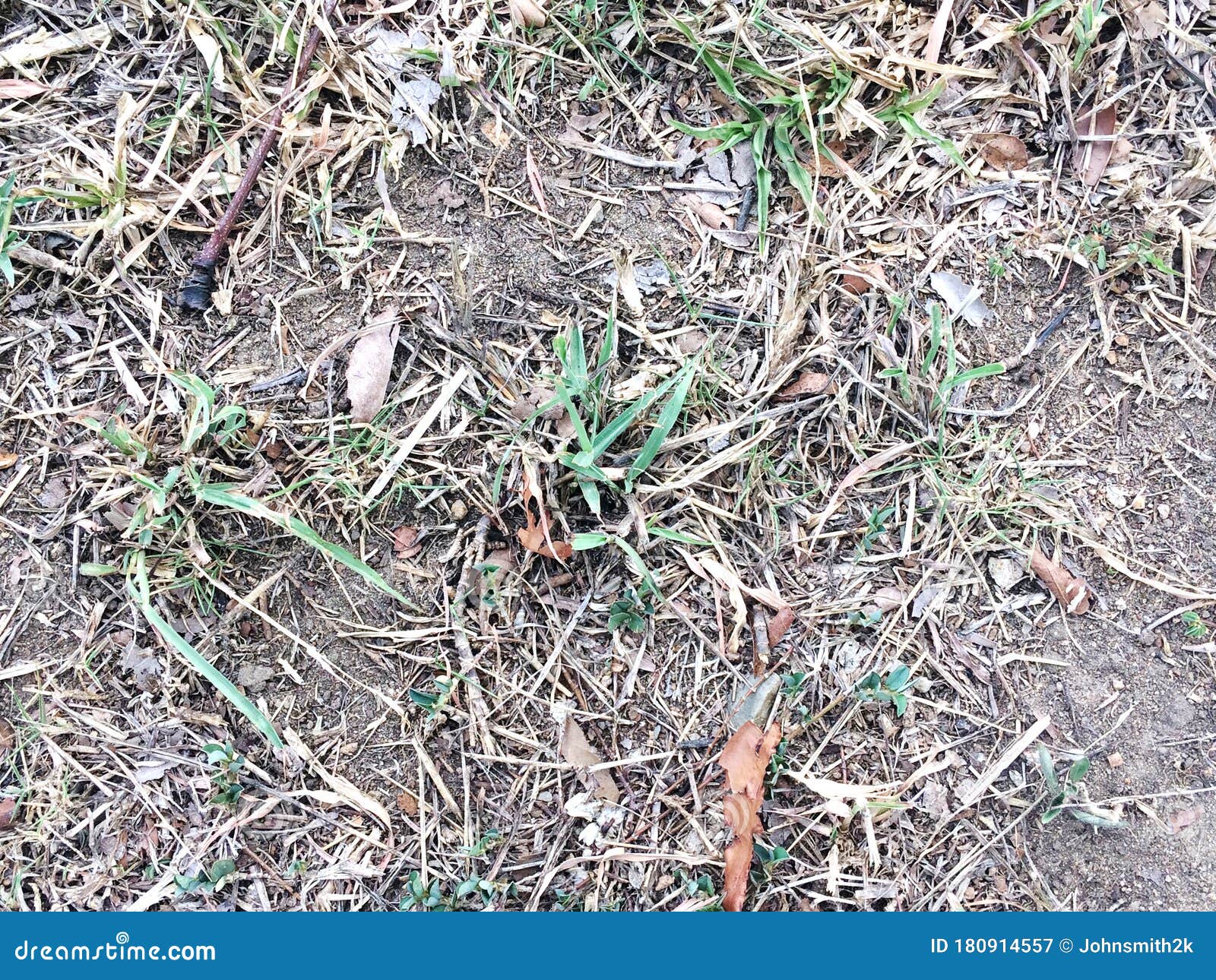 Dirty Grass with Dry Leaves Stock Image - Image of tree, dirty: 180914557