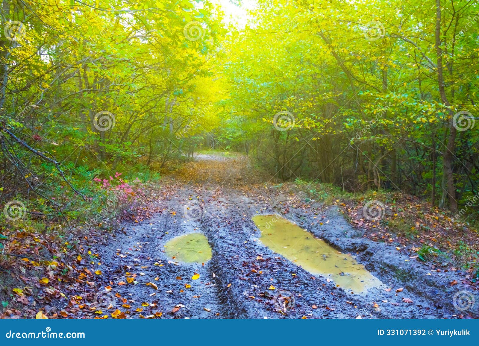Dirty Ground Road among a Forest Stock Photo - Image of glade, tree ...
