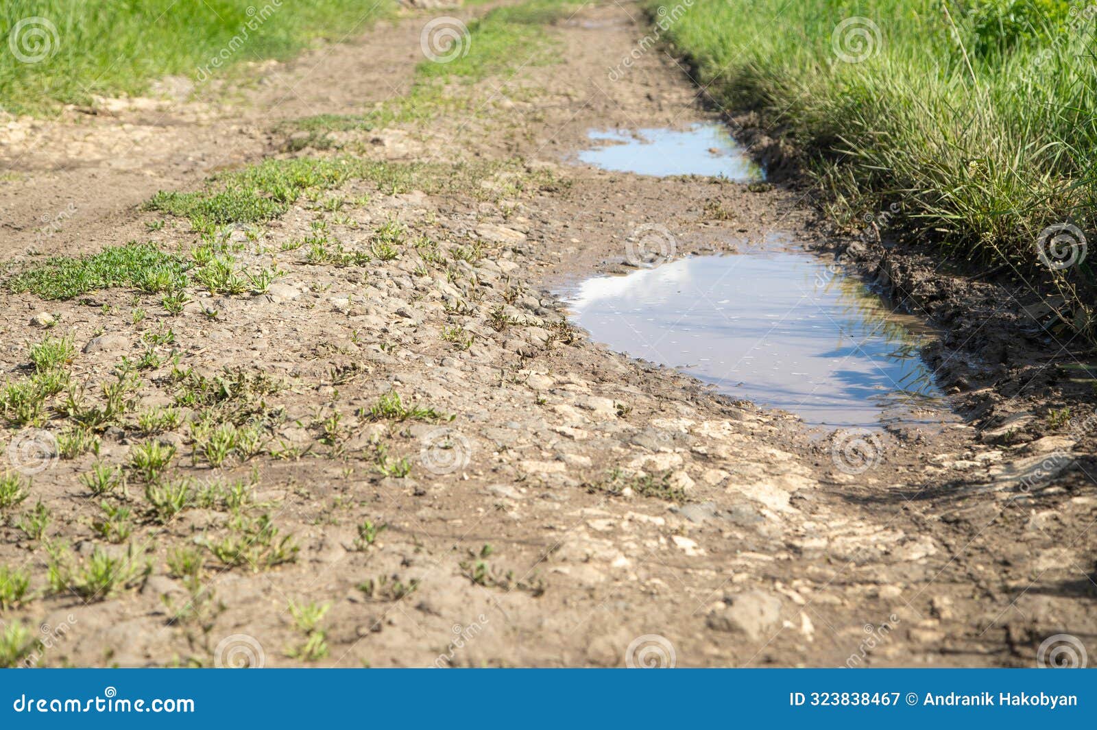 Dirty Ground Road In The Forest Stock Photography | CartoonDealer.com ...