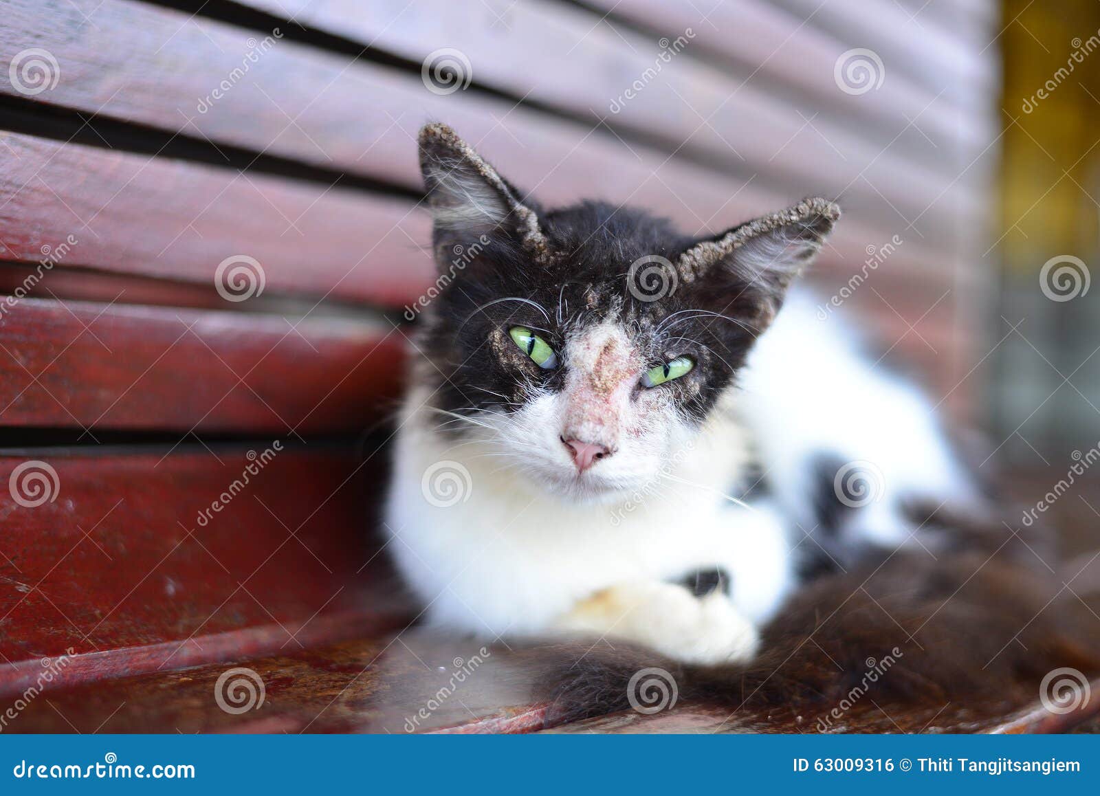 Dirty homeless cat stock photo. Image of fluffy, feline - 63009316