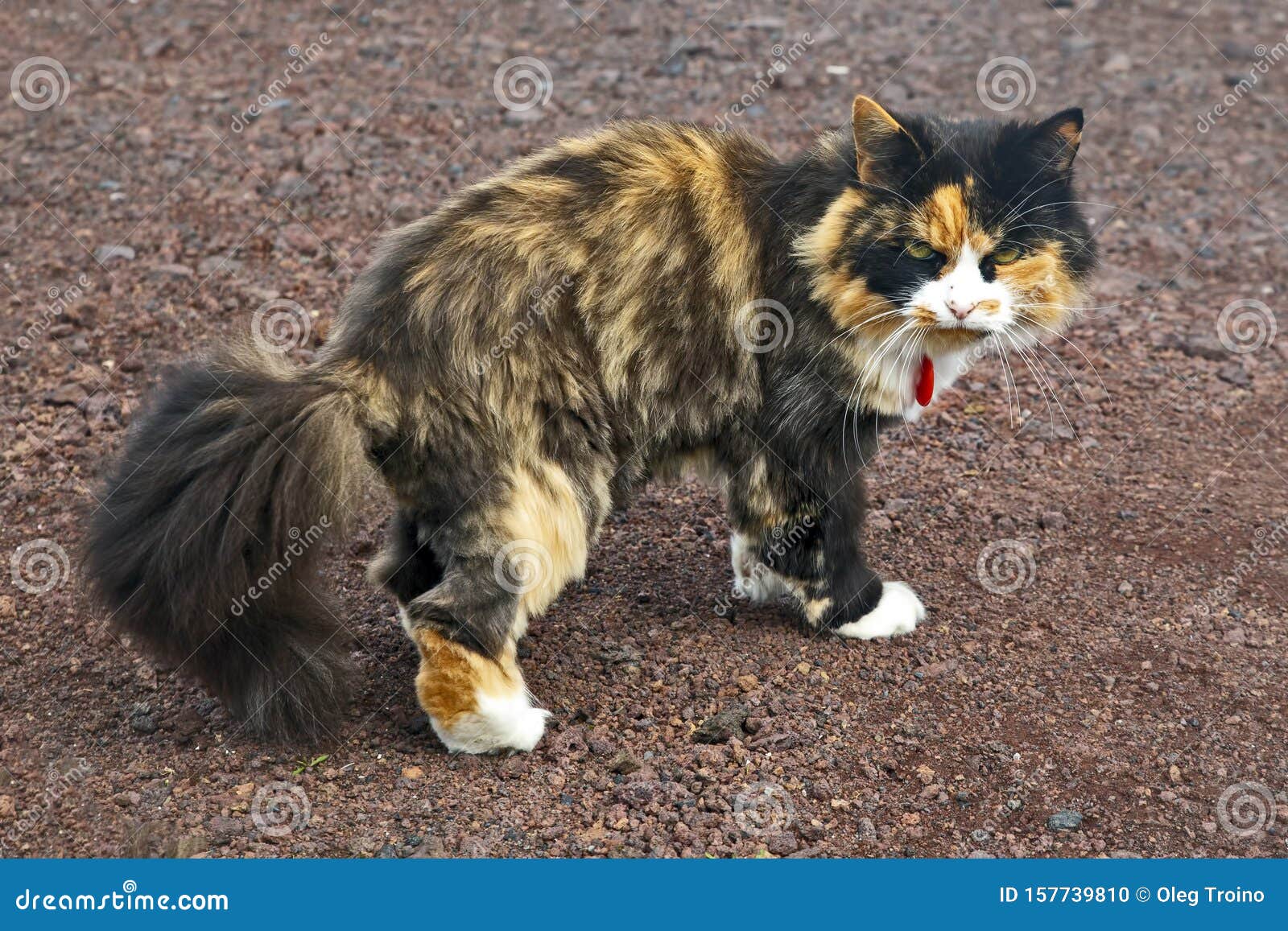 Dirty Homeless Cat with an Unhappy Look Stock Photo - Image of poor ...