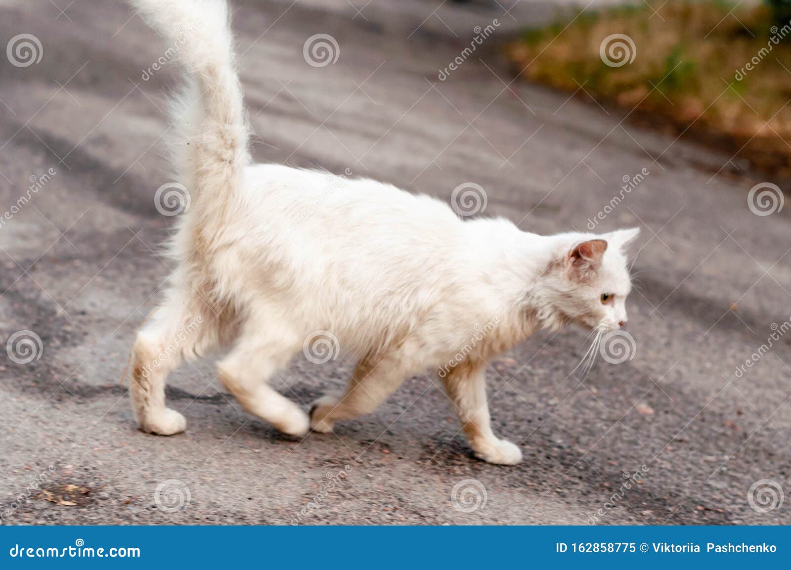 Dirty Homeless White Cat Going on Road Outside Stock Image - Image of ...