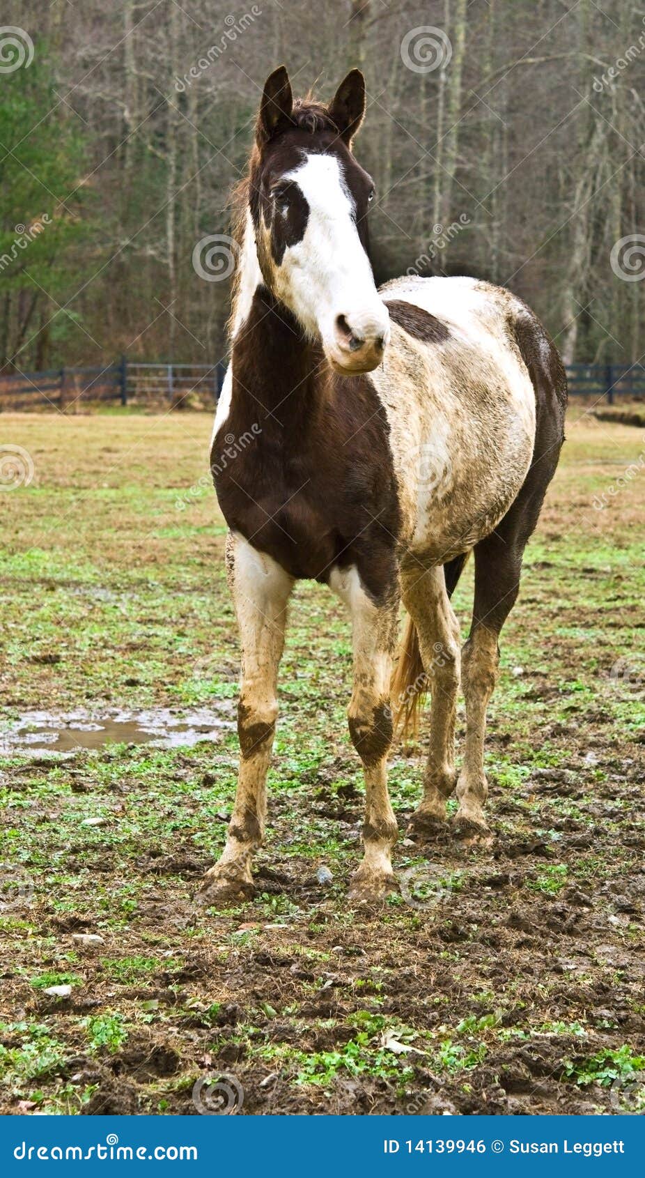 Dirty Horse in a Muddy Pasture Stock Photo - Image of equine, seasonal ...