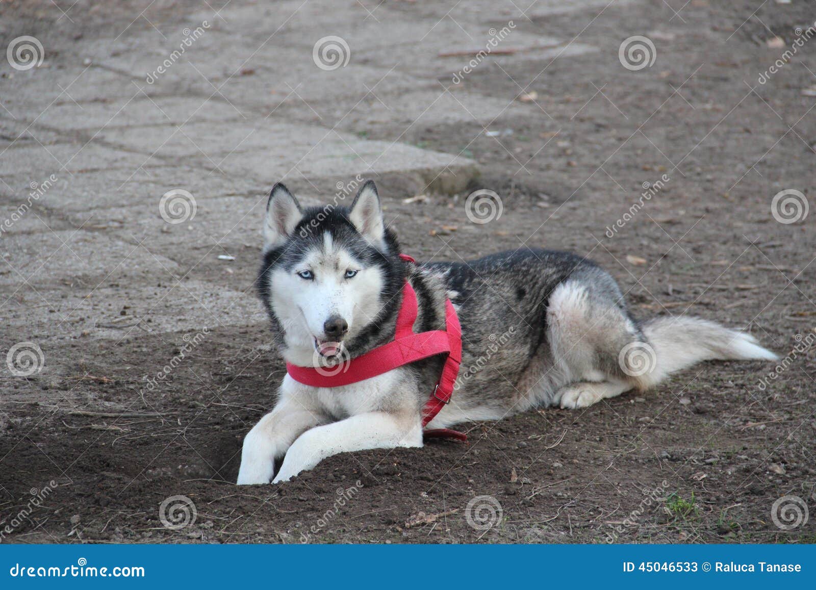 Dirty husky stock image. Image of animal, hole, dirty - 45046533