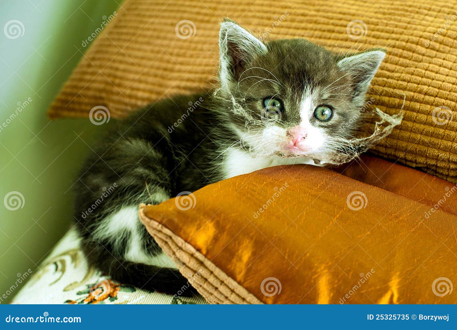 Dirty kitten stock image. Image of dirt, feline, scamp - 25325735