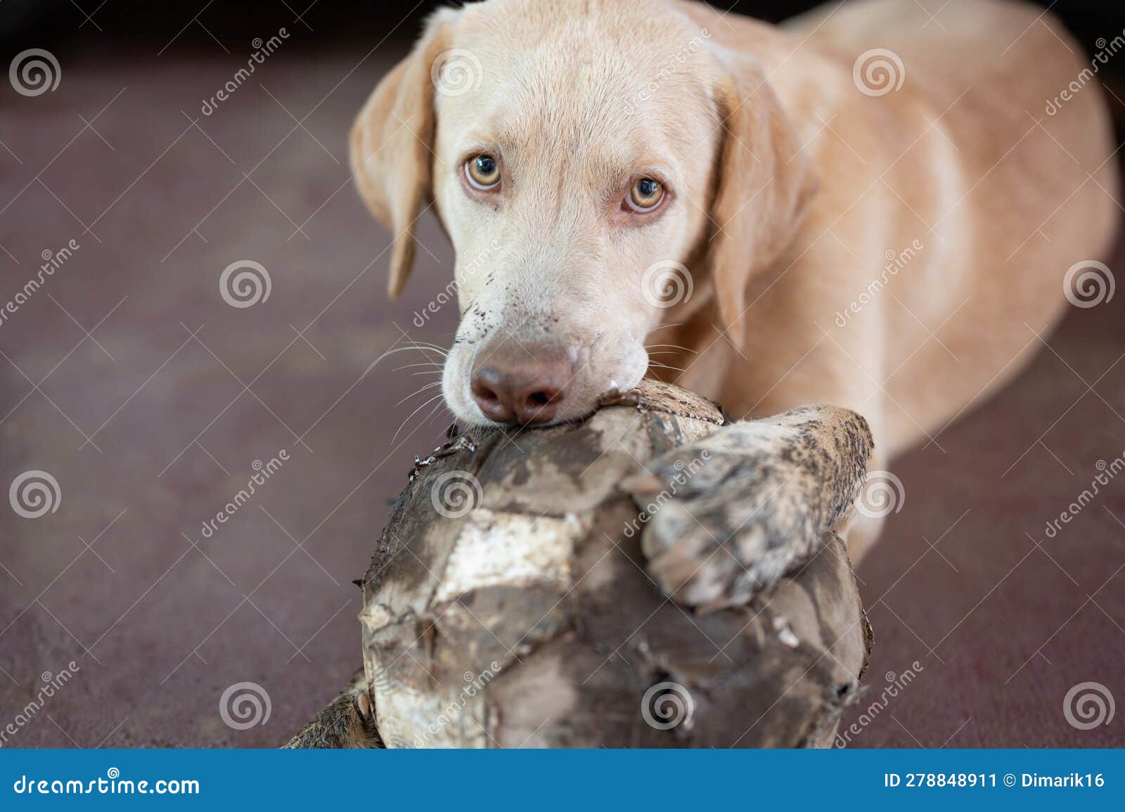 Dirty Labrador after Playing in Mud Stock Image - Image of active ...