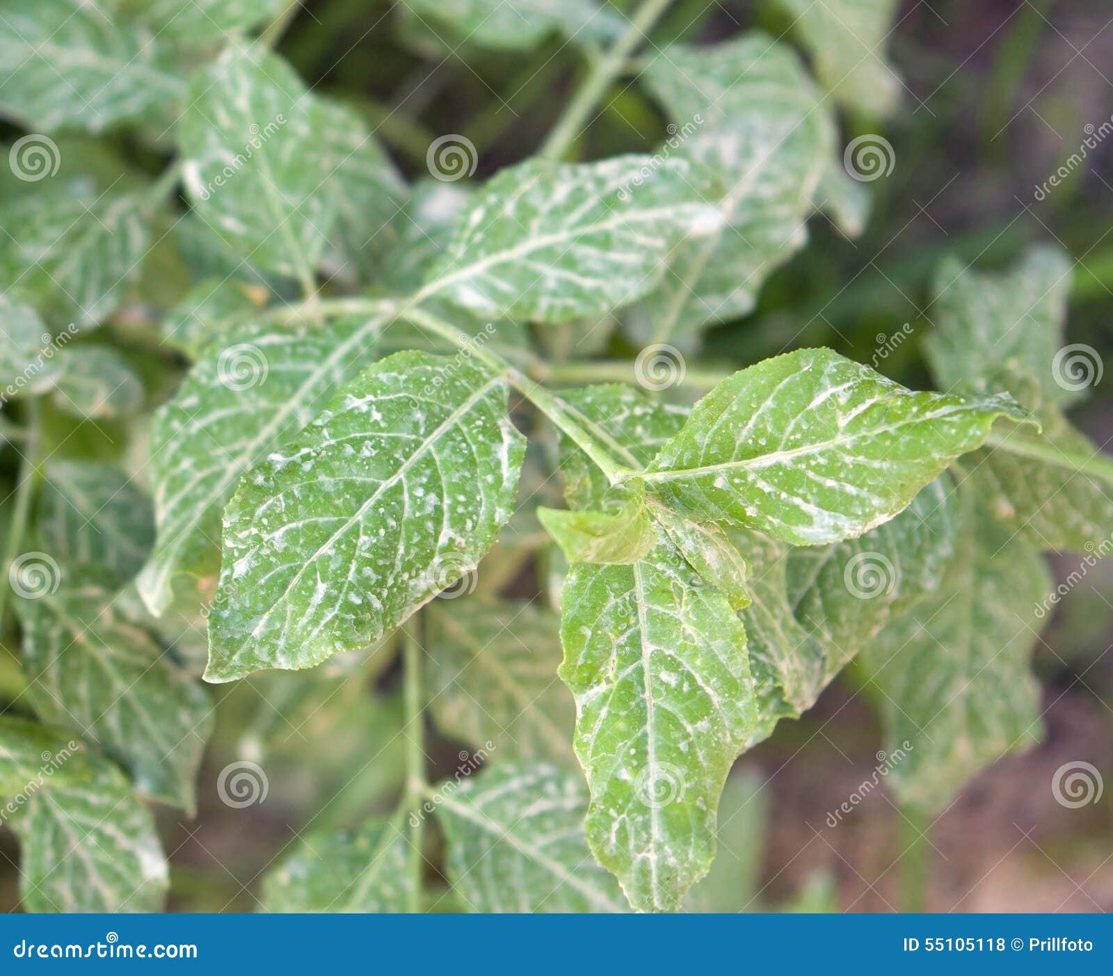 Dirty leaves stock photo. Image of contamination, dirt - 55105118