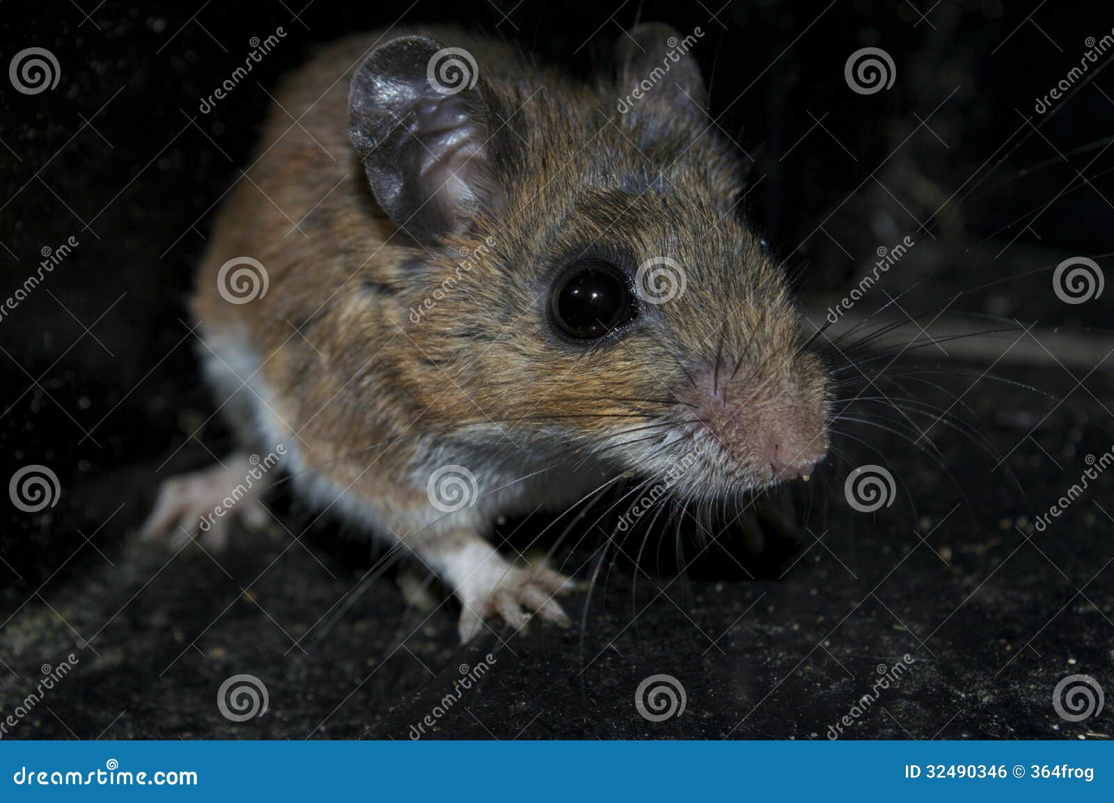 A Dirty Mouse is Lurking in the Dark. Stock Photo - Image of hide, feed ...