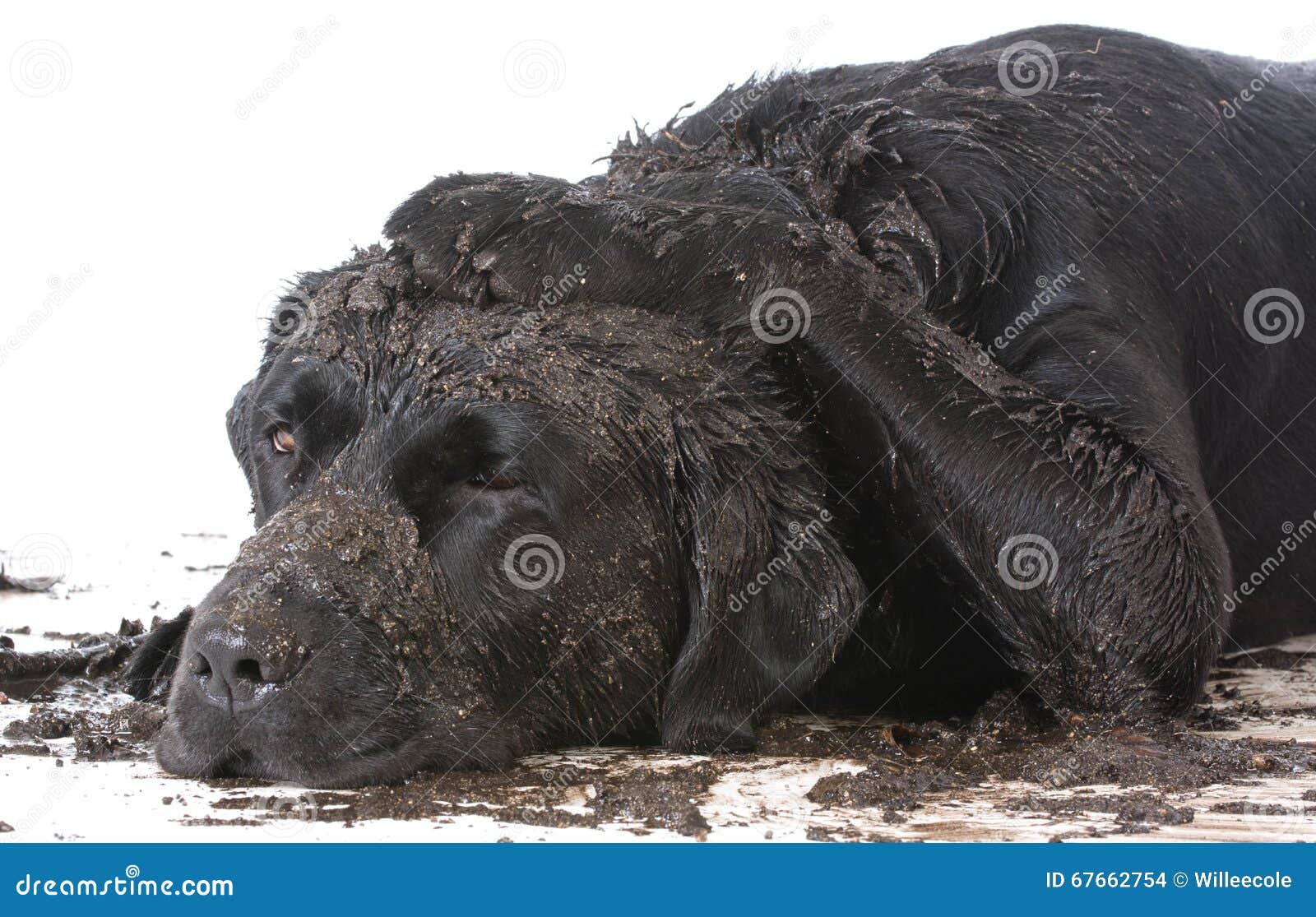 Dirty muddy dog stock photo. Image of labrador, emotion - 67662754