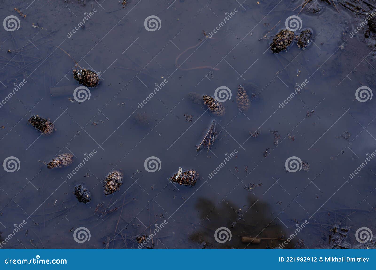 Dirty Muddy Puddle on the Ground. Pine Cones, Pine Needles, and Stock ...