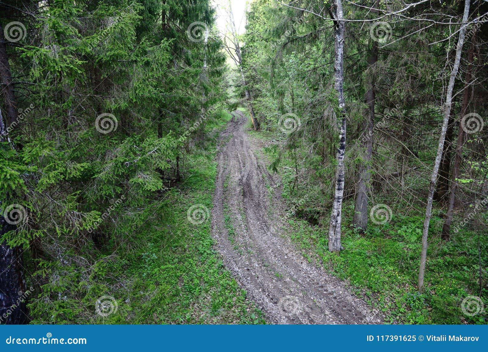 Dirty Old Dirt Road through the Forest Stock Image - Image of forest ...