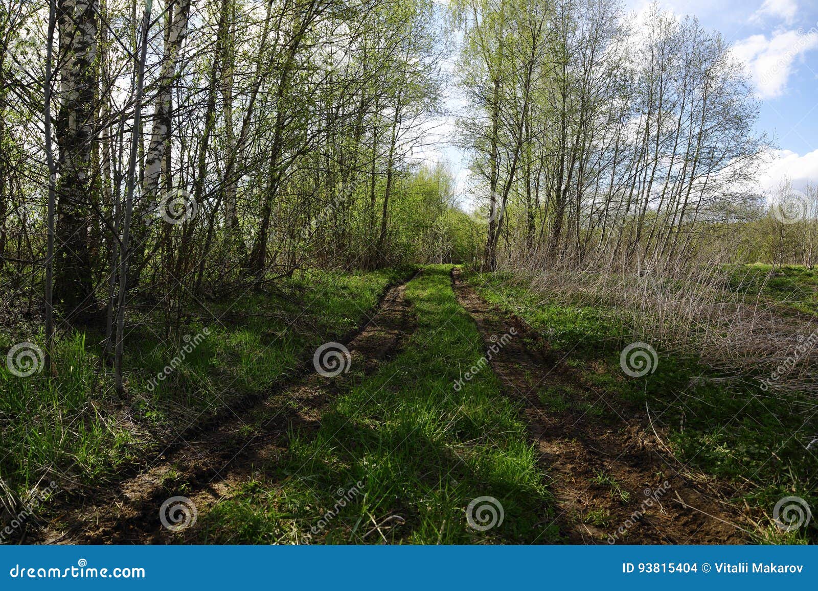 Dirty Old Dirt Road through the Forest Stock Photo - Image of blocking ...