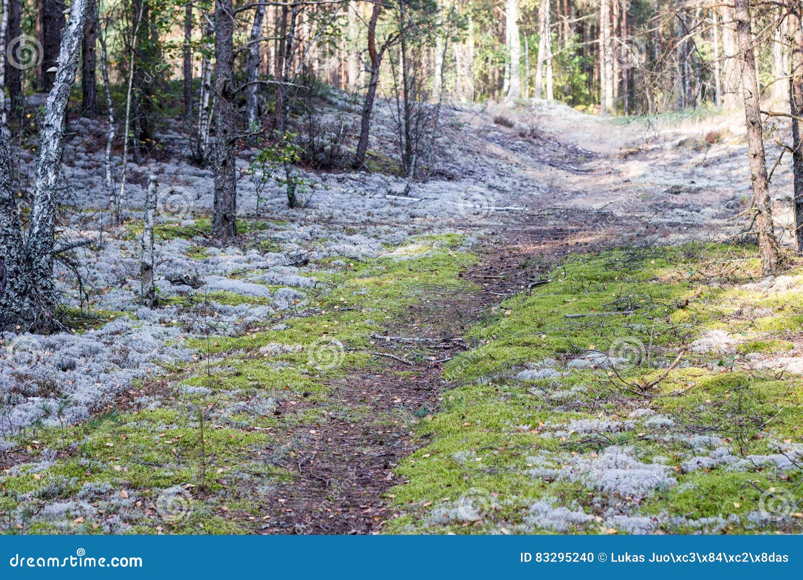Dirty path stock photo. Image of woodland, path, weather - 83295240