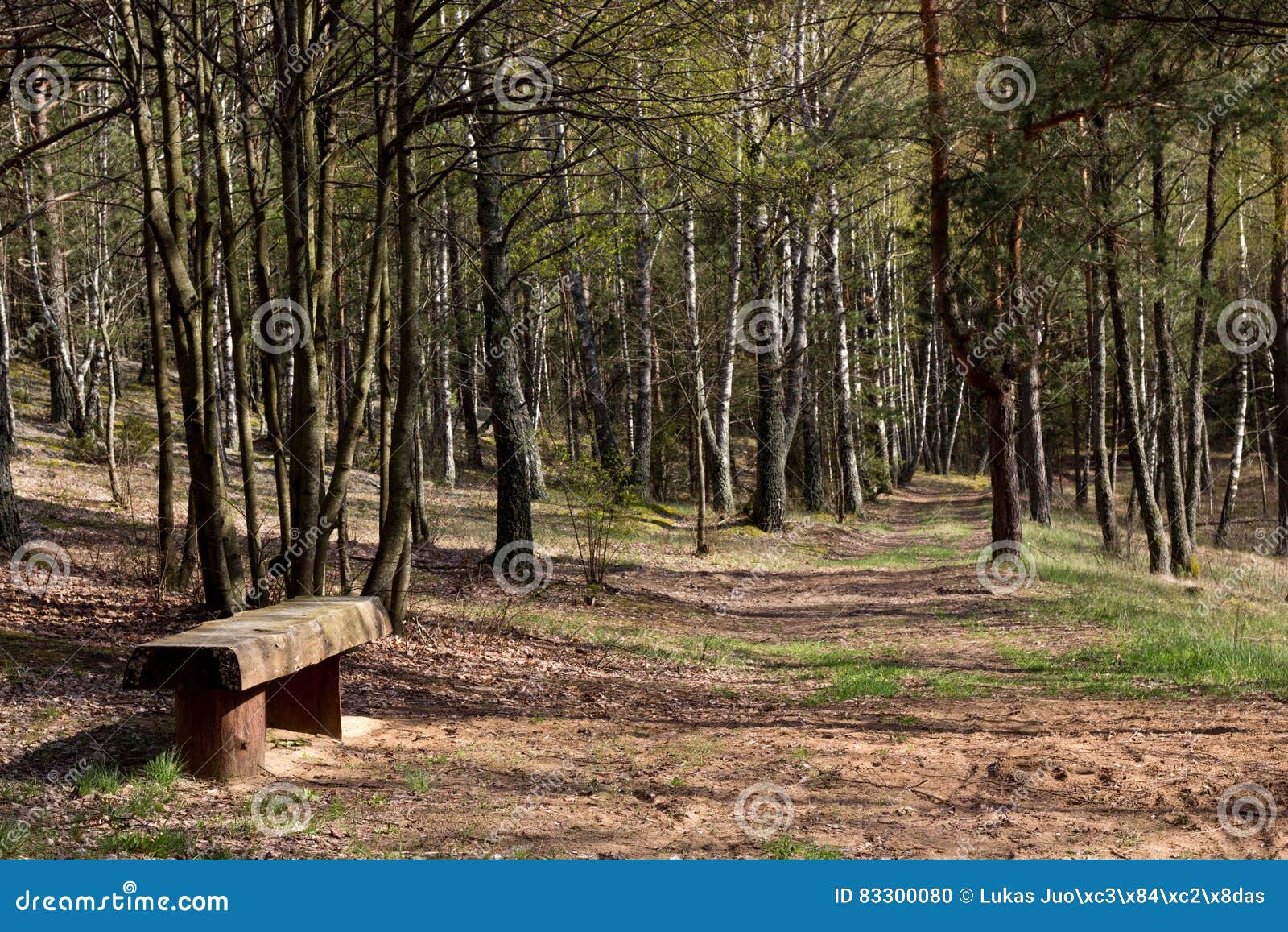 Dirty path stock photo. Image of tree, lush, wilderness - 83300080