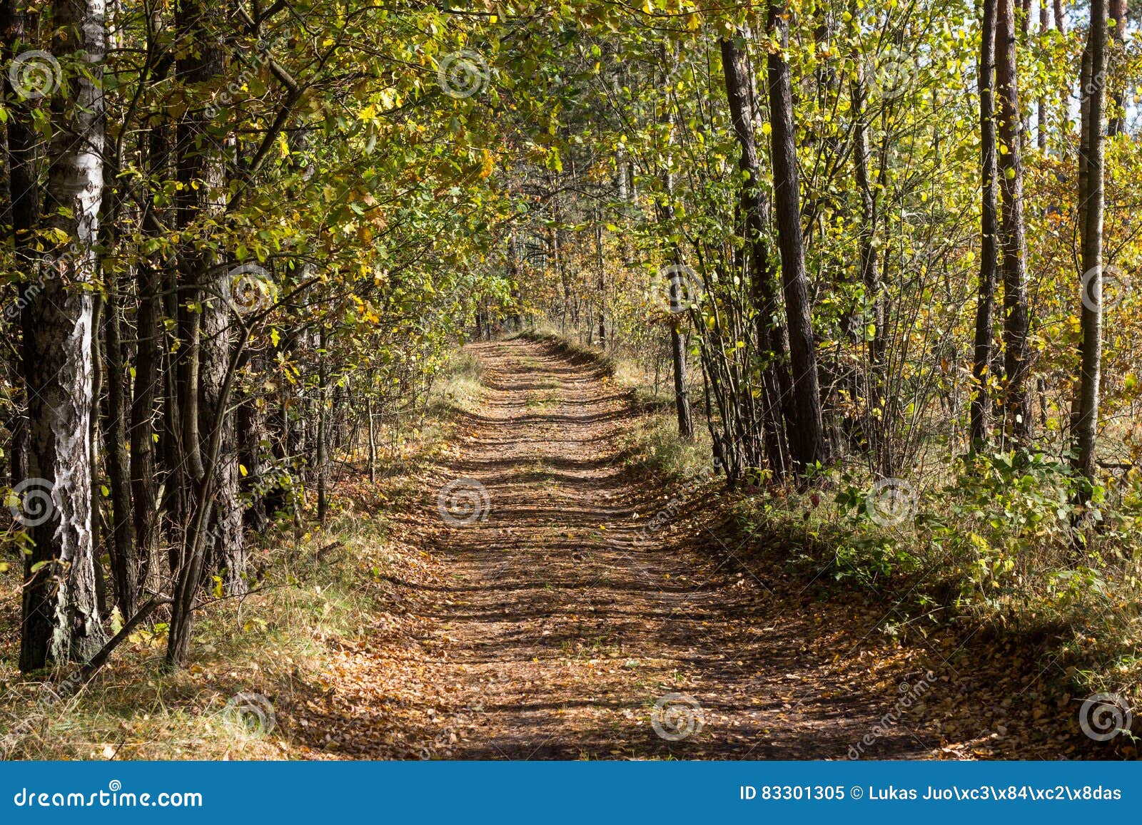 Dirty path stock image. Image of spring, hiking, lush - 83301305