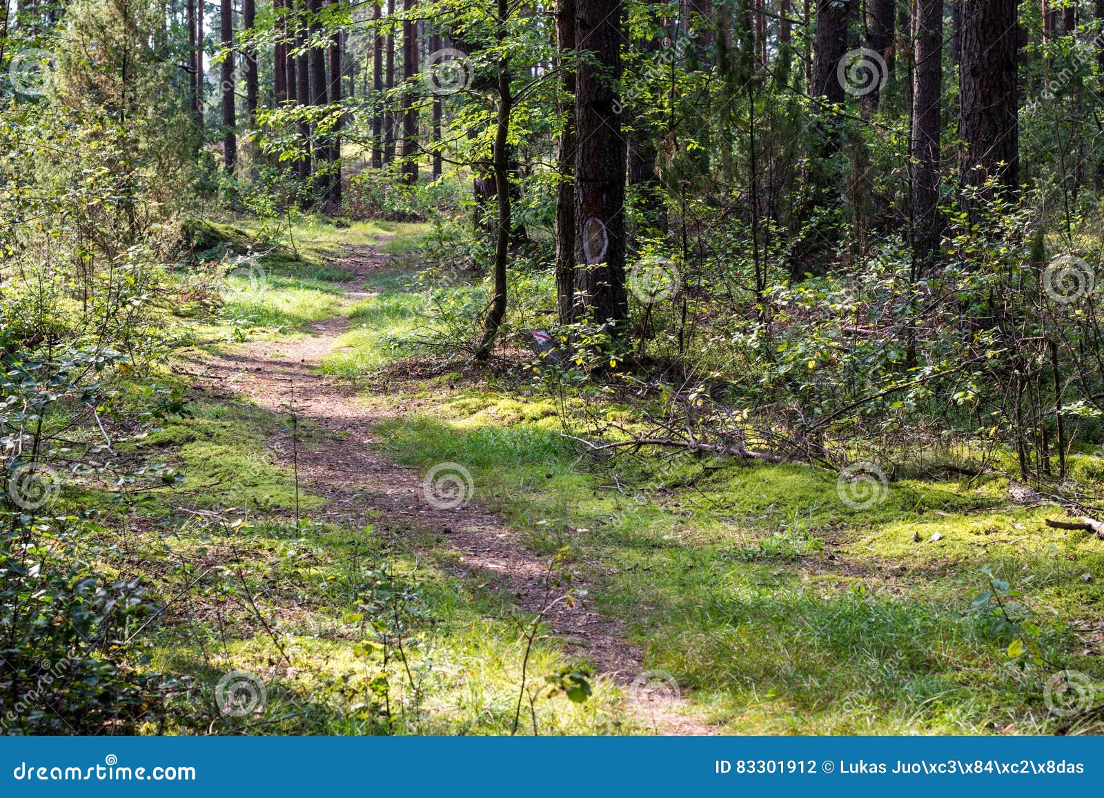 Dirty path stock photo. Image of green, landscape, moss - 83301912