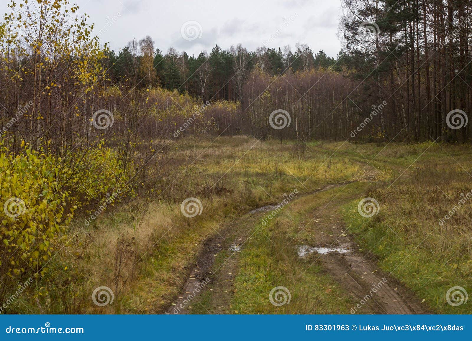 Dirty path stock image. Image of trail, moss, lush, hike - 83301963