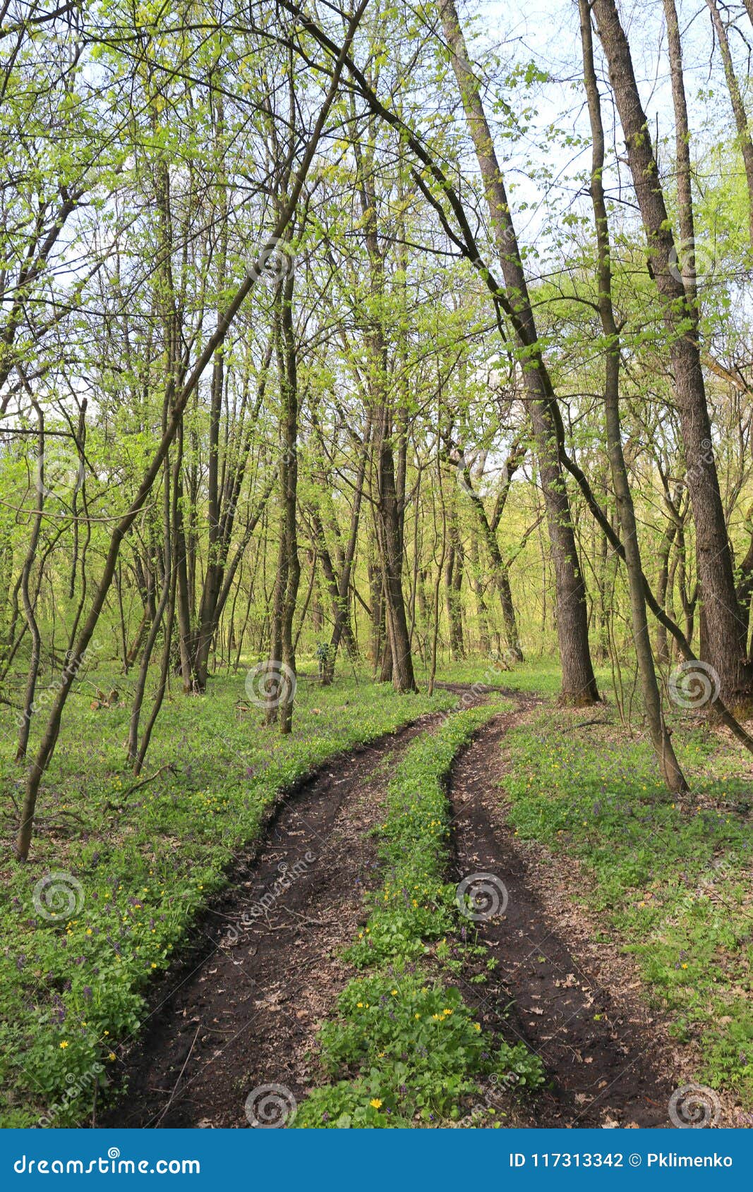 Dirty pathway in forest stock photo. Image of countryside - 117313342