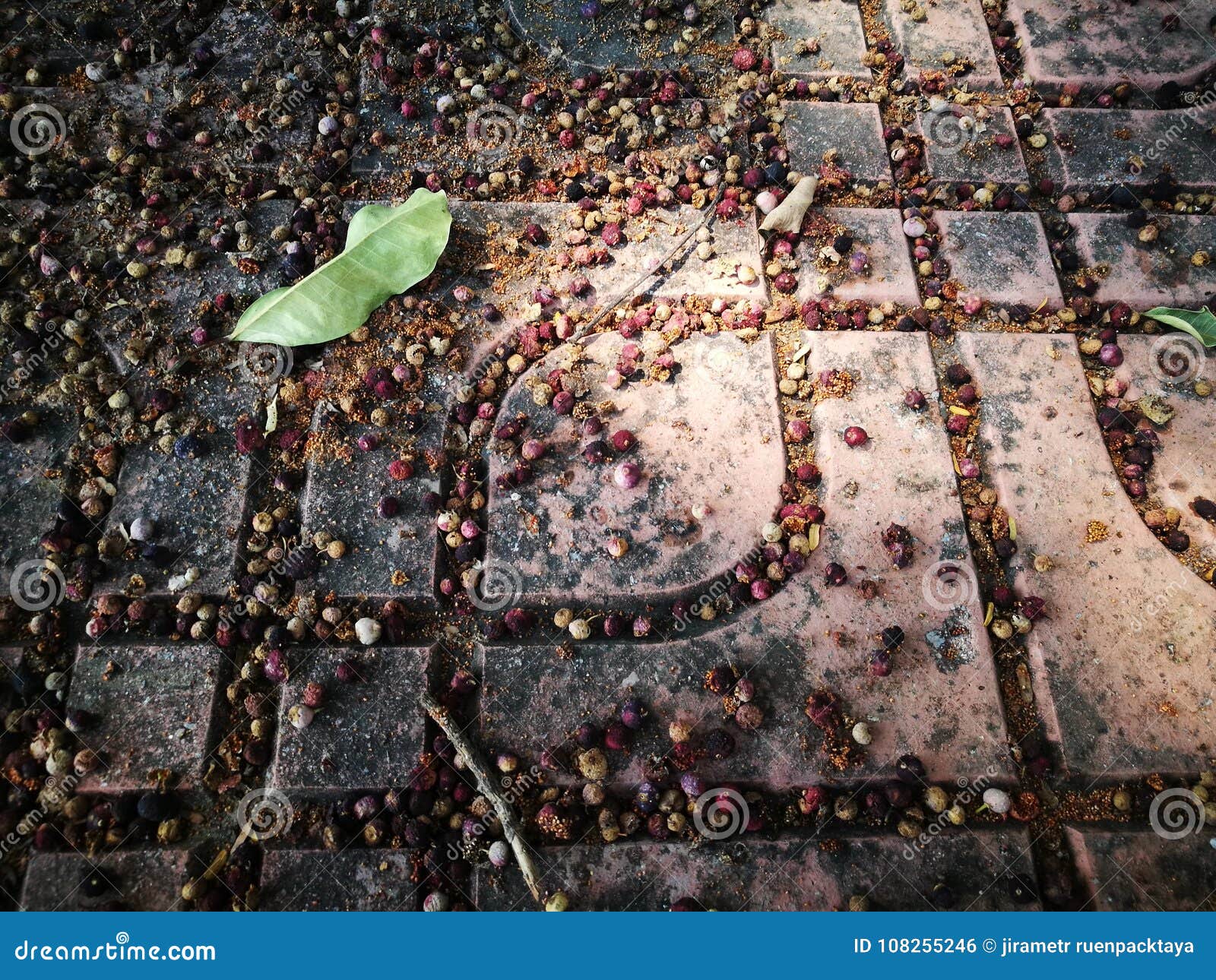 Seeds fall on the sidewalk stock photo. Image of fall - 108255246