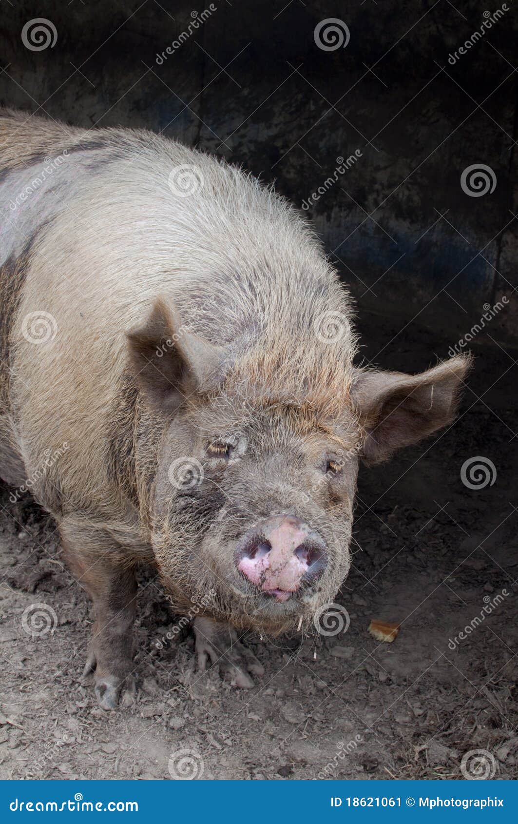 Dirty Pig stock image. Image of agriculture, mammal, bacon - 18621061