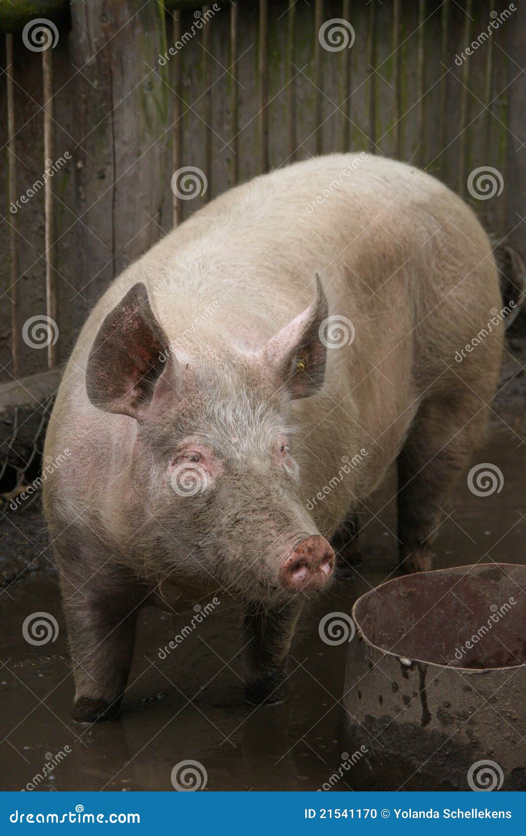 Dirty Pig stock photo. Image of large, cute, nature, happy - 21541170