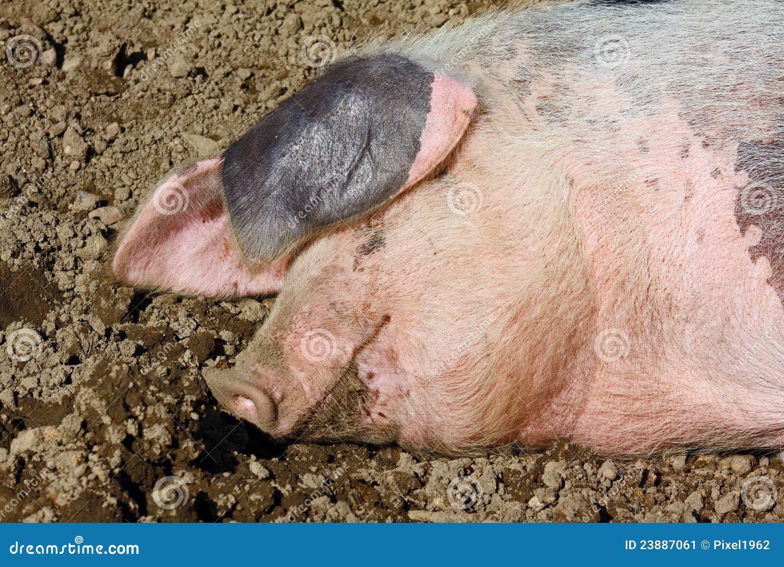 Dirty pig stock image. Image of meat, large, smell, oink - 23887061