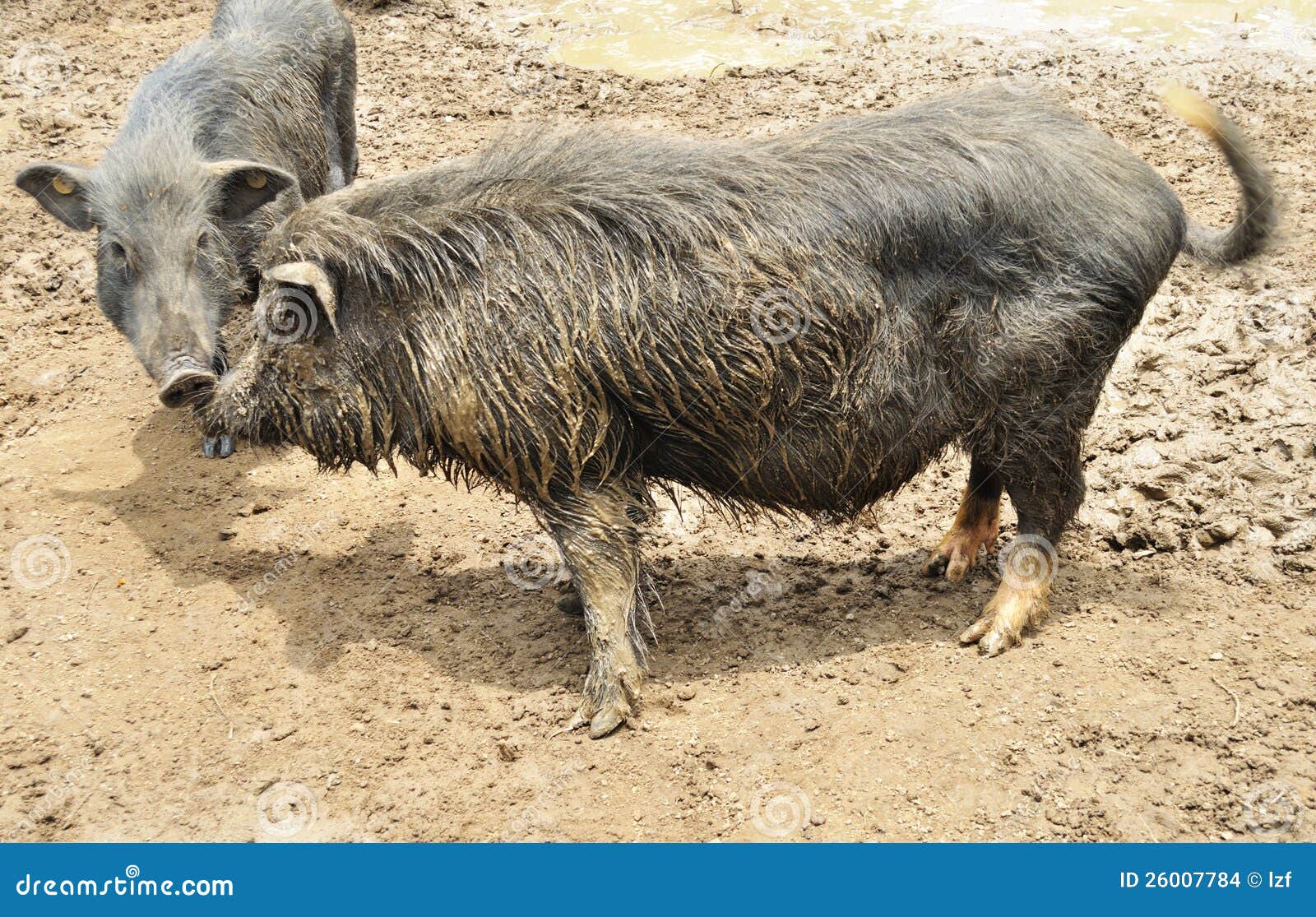 Dirty pig stock photo. Image of dirt, food, active, closeup - 26007784
