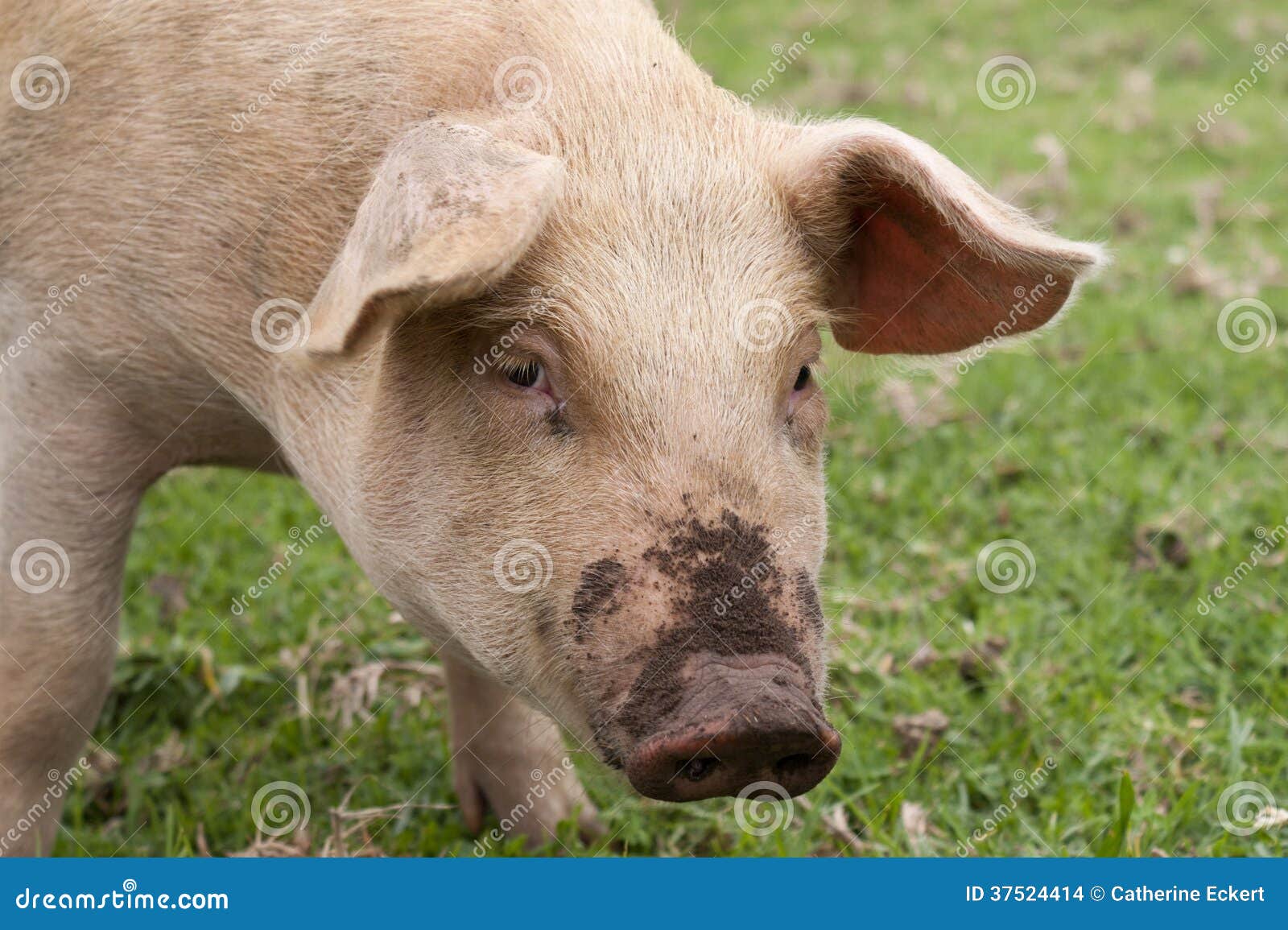 Dirty Pig stock photo. Image of mammal, agriculture, range - 37524414