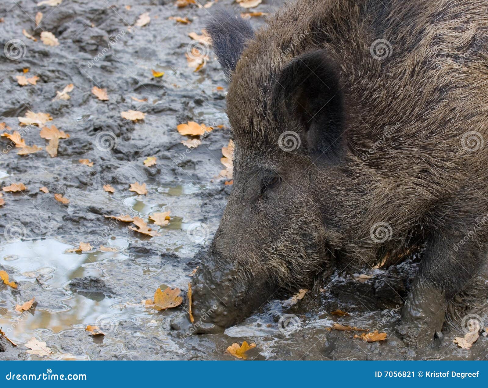 Dirty pig stock image. Image of soil, boar, breeding, angle - 7056821