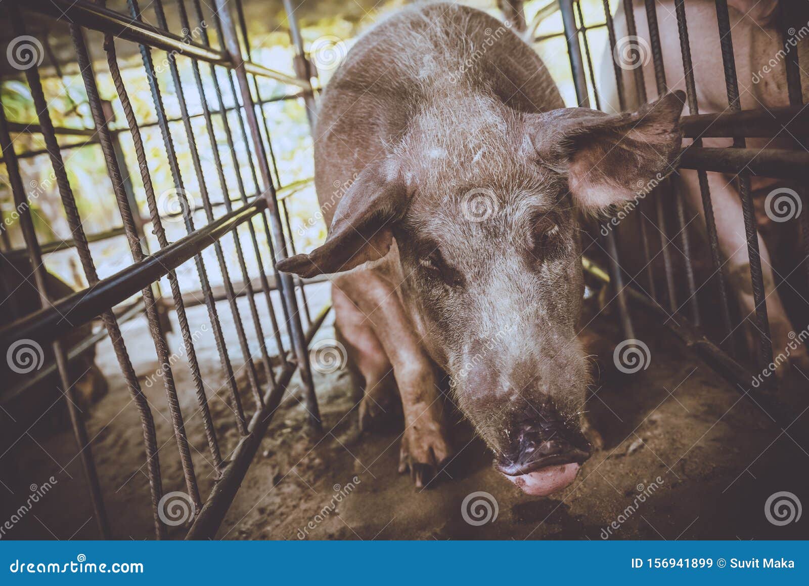 Dirty pig in the farm stock image. Image of outdoors - 156941899
