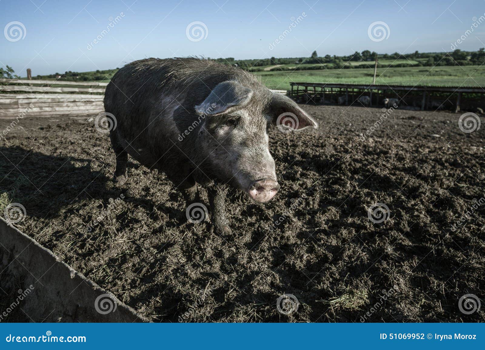 Dirty pig stock photo. Image of livestock, scene, oink - 51069952